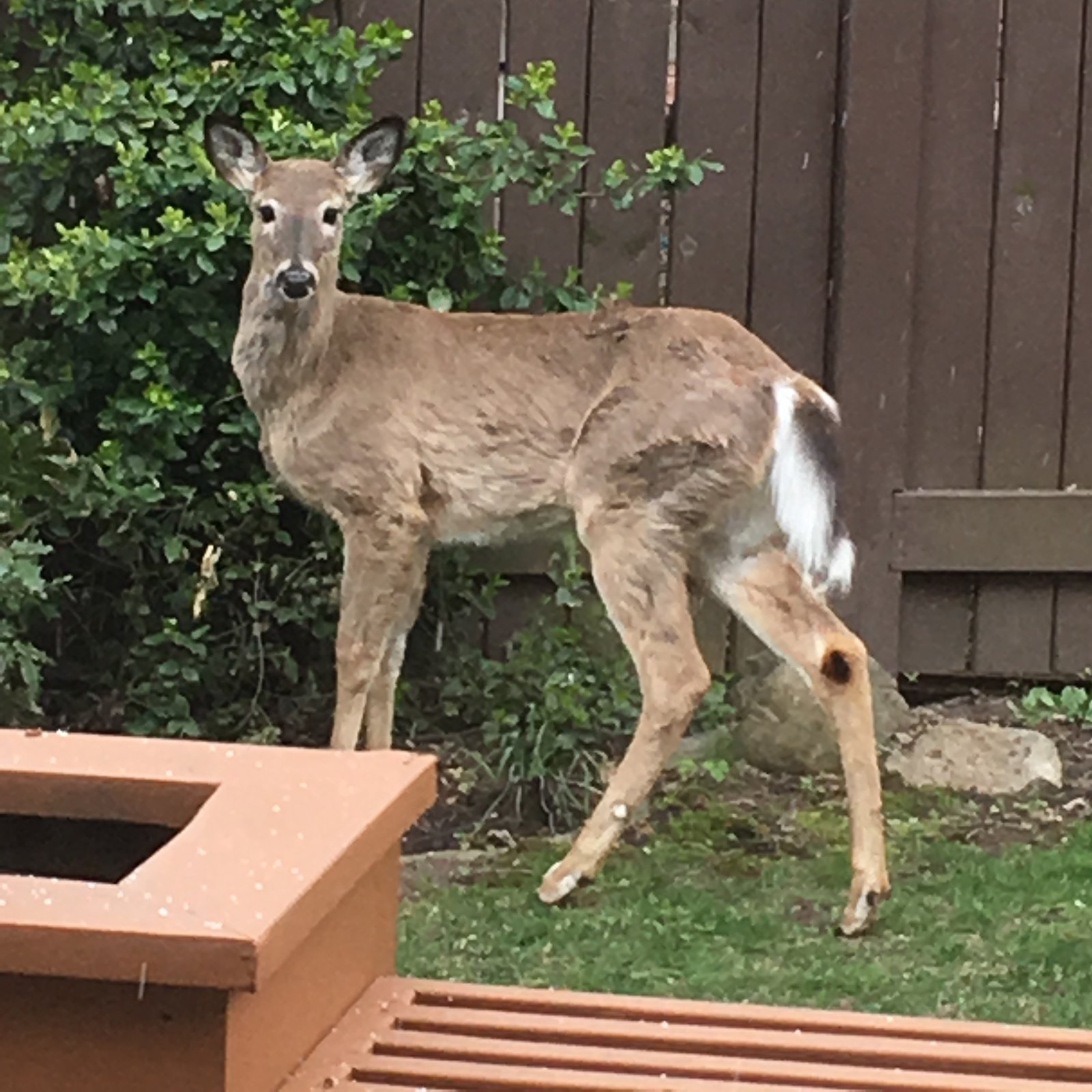 VIDEO: 1 Lone Deer Spotted In Pleasant View, Toronto