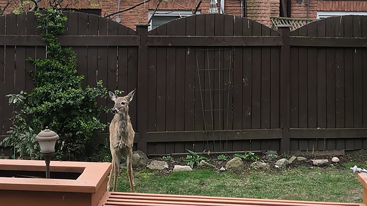 VIDEO: 1 Lone Deer Spotted In Pleasant View, Toronto